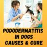 Pododermatitis In Dogs: [Meaning, Causes, Cure]