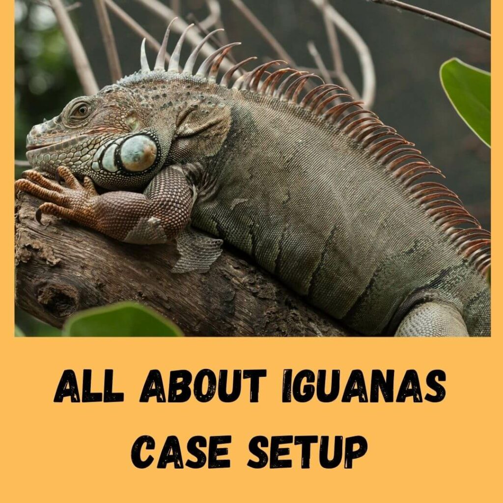 How To Set Up An Iguana Cage? (A Complete Guide)