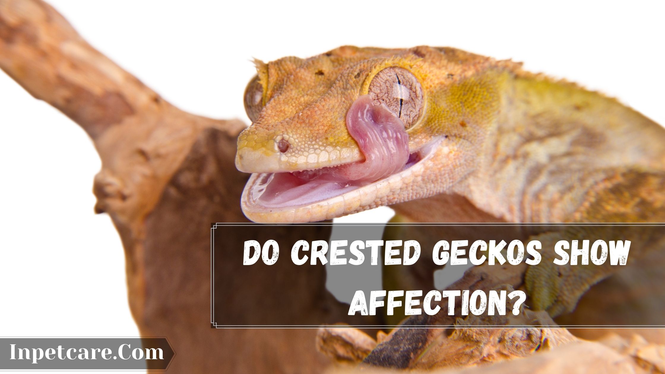 3 Great Things About Crested Gecko Personality