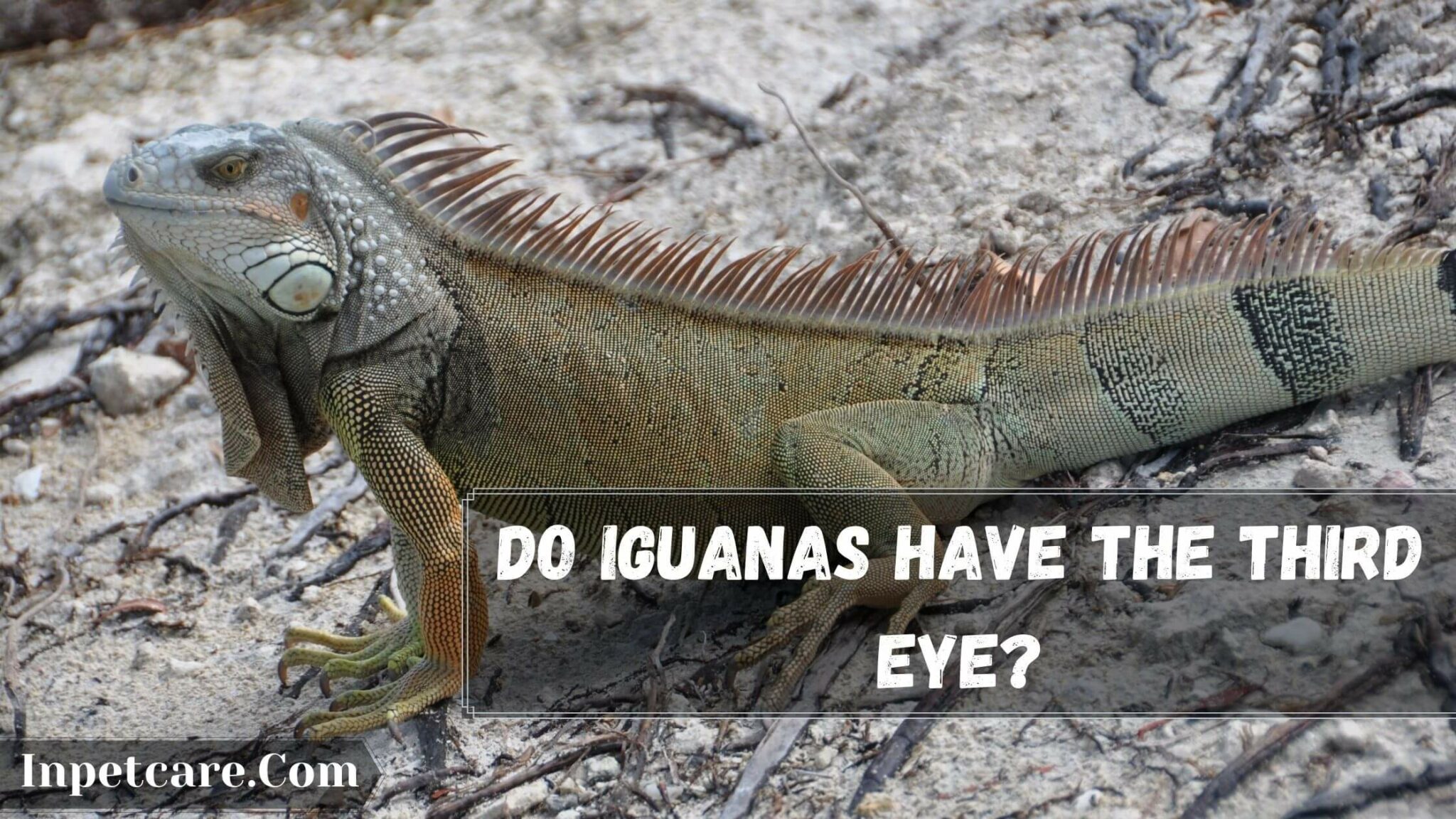 Do Iguanas Have 3 Eyes? All About It's Third Eye