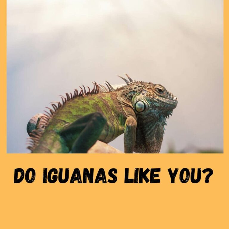 How To Make Your Iguana Like You? (5 Easy Ways)