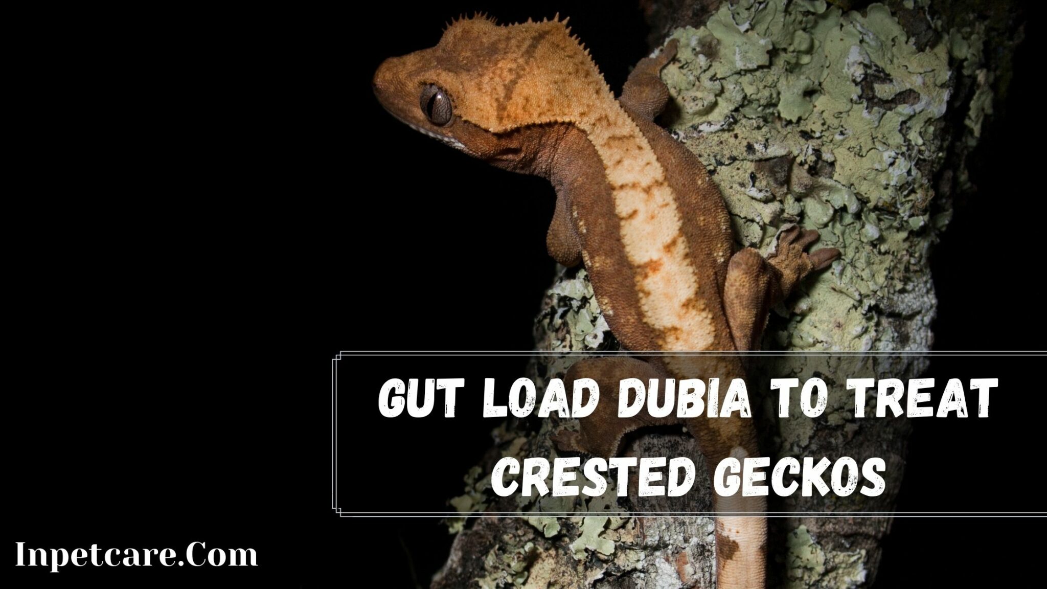 Should You Get Dubia Roaches For Crested Gecko?