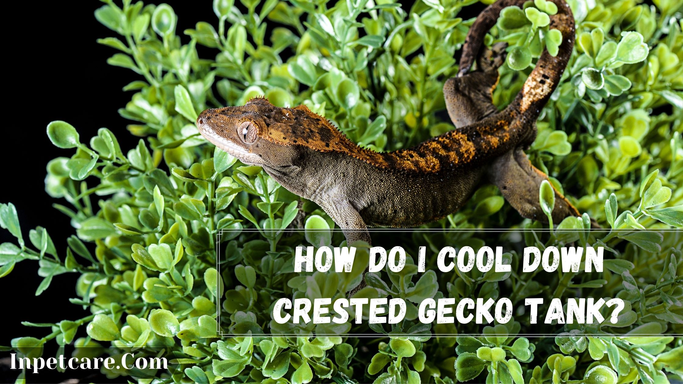 How To Cool Down Crested Gecko Tank? 9 Ways