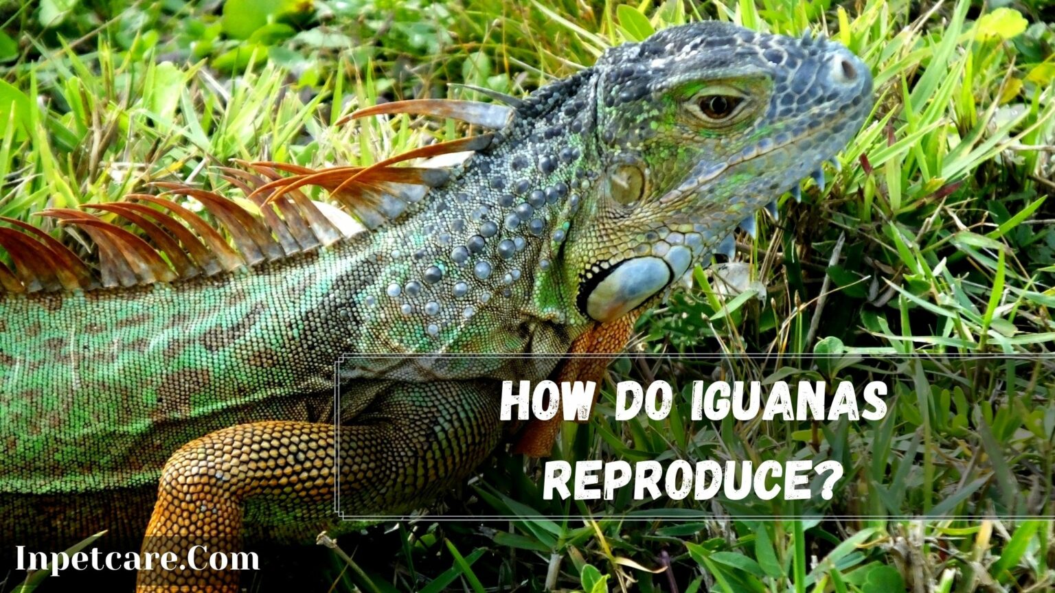 How Do Iguanas Reproduce? + How Do Iguanas Mate?