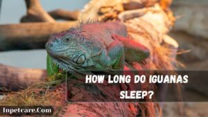 5 Iguanas Sleeping Behavior: How Long Do Iguanas Sleep