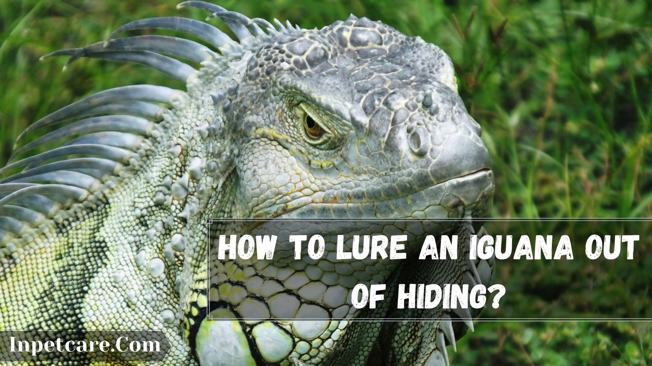 How To Lure An Iguana Out Of Hiding? 2 Easy Ways