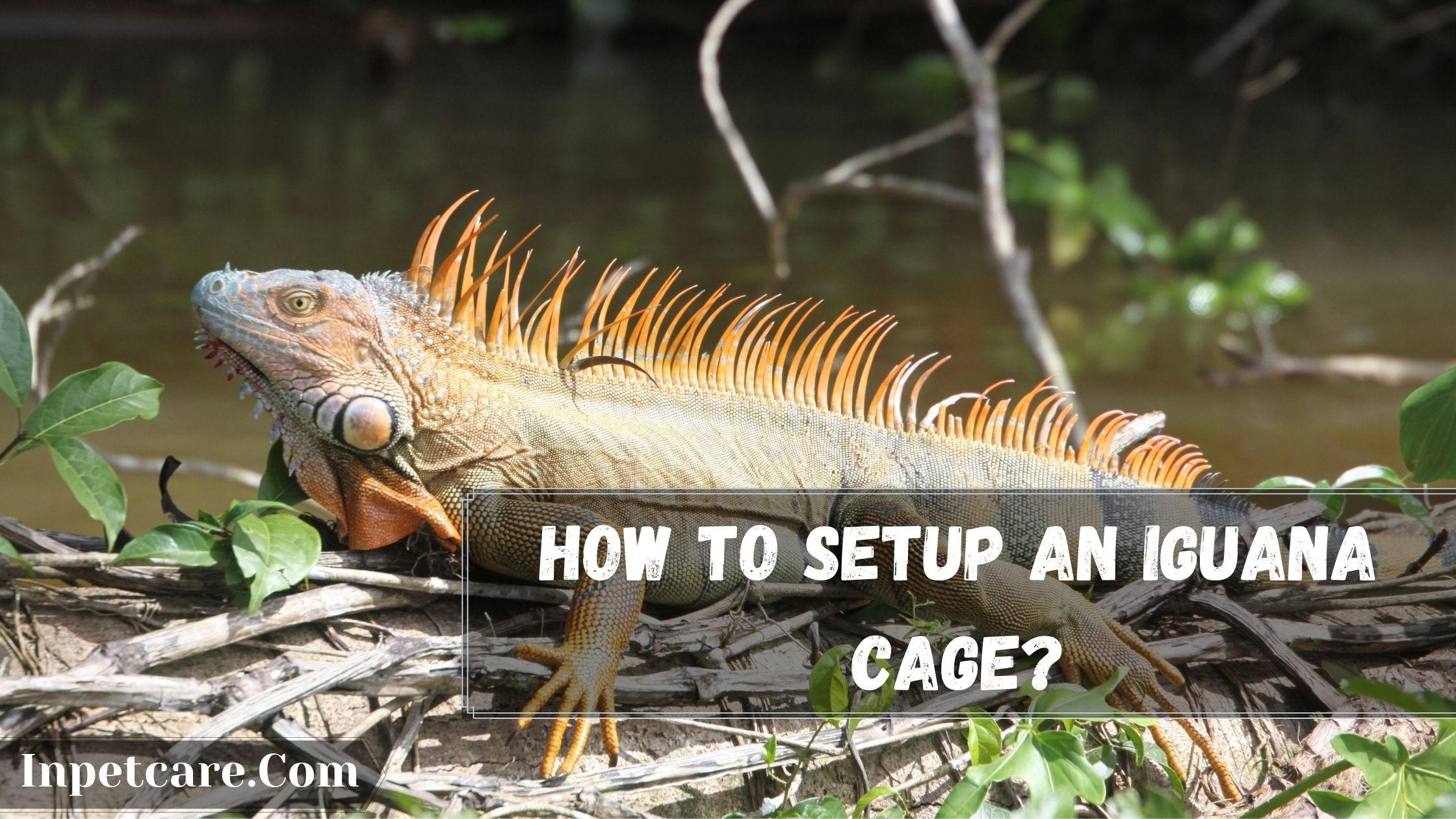 How To Set Up An Iguana Cage? (A Complete Guide)