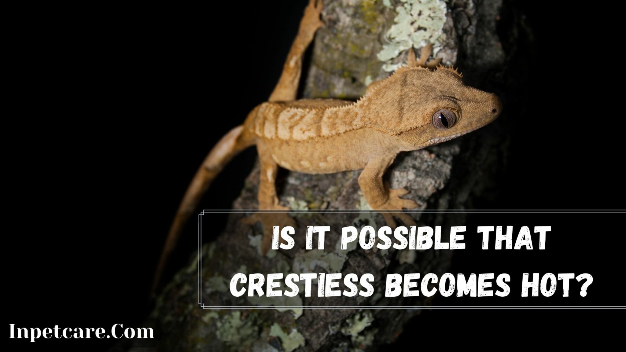 How To Cool Down Crested Gecko Tank? 9 Ways