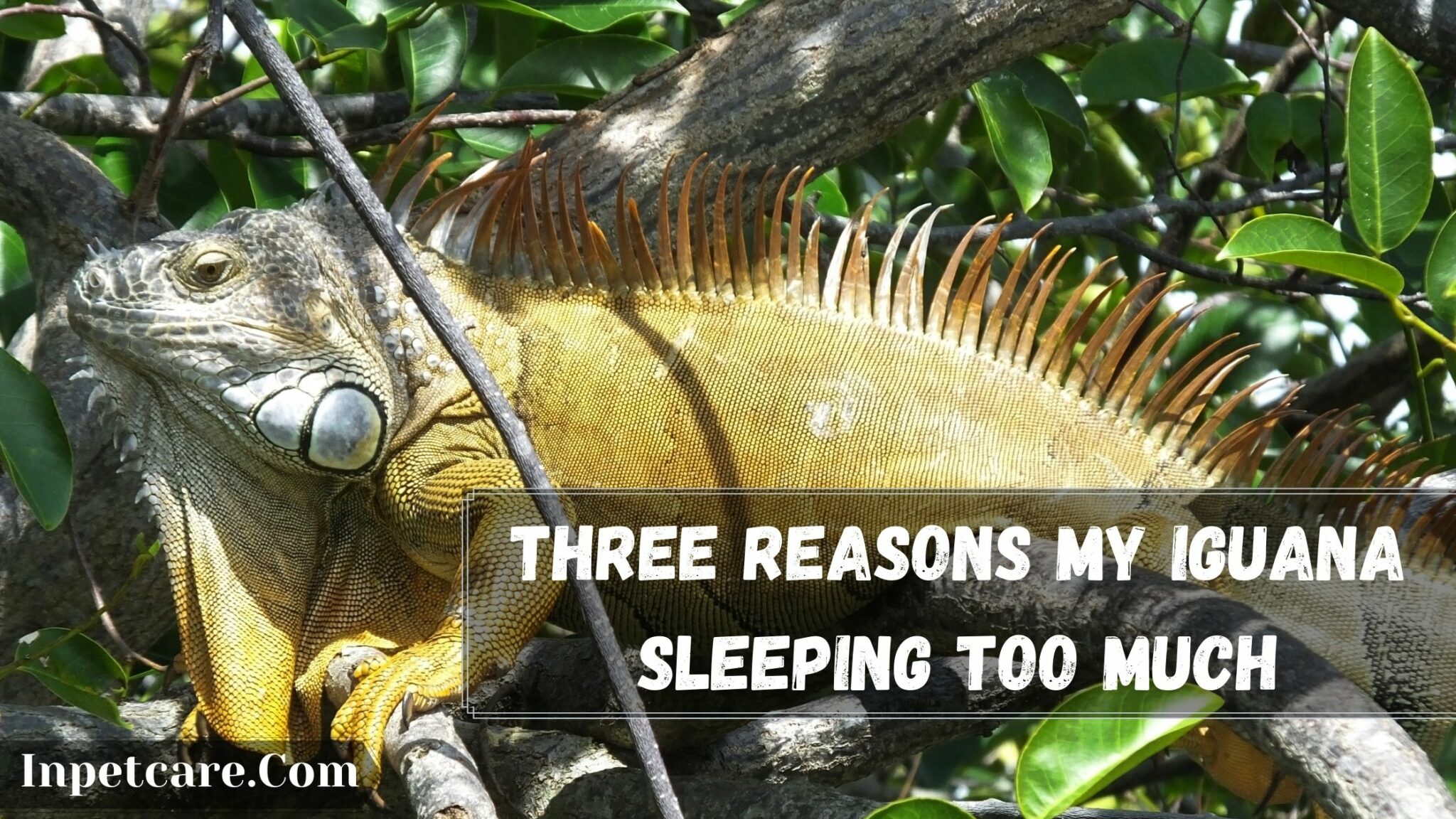 5 Iguanas Sleeping Behavior: How Long Do Iguanas Sleep
