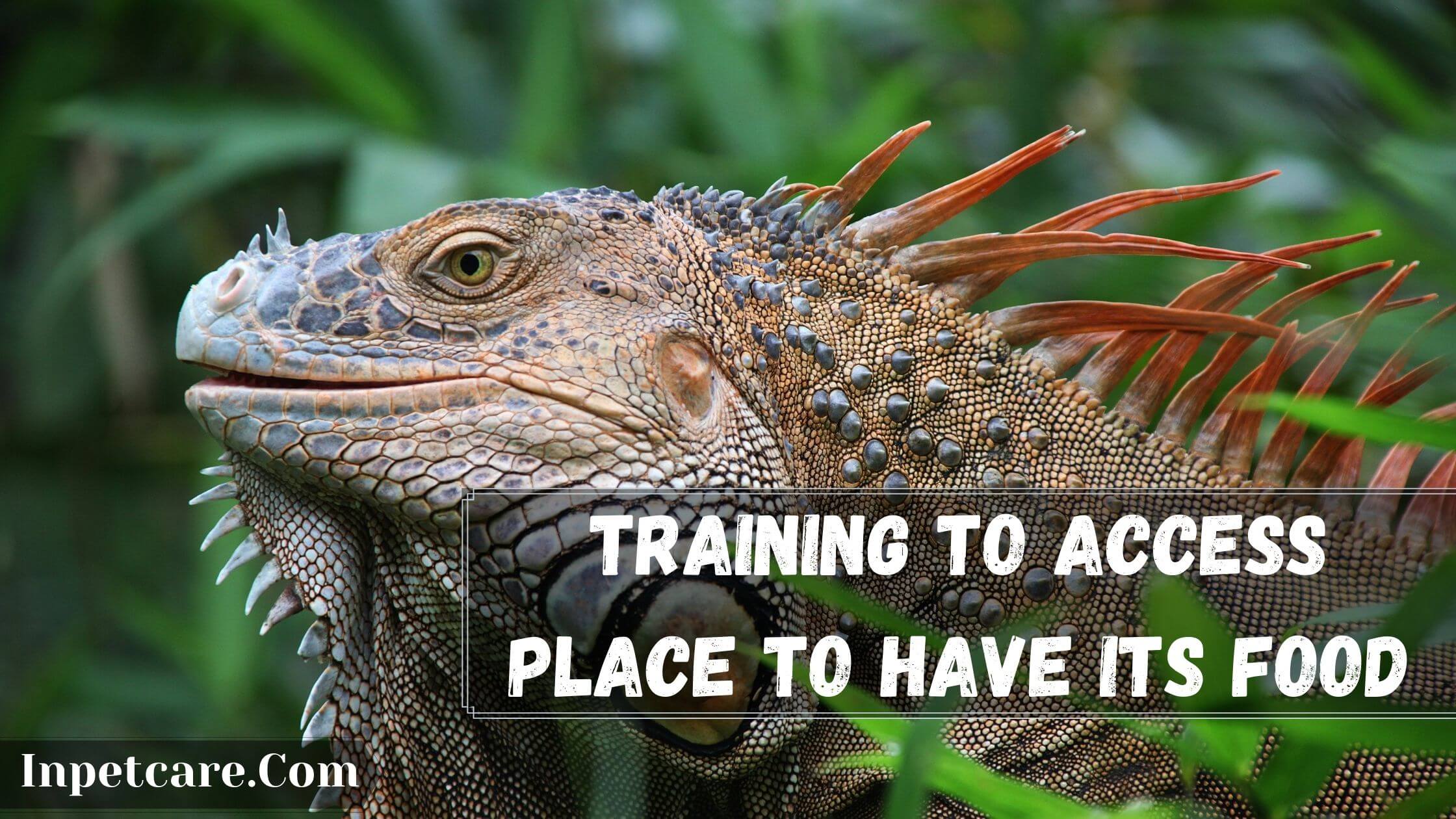 Are Iguanas Smart? 5 Signs Of Iguana Intelligence
