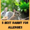 5 Best Rabbit For Allergies: What Rabbits Are Hypoallergenic?