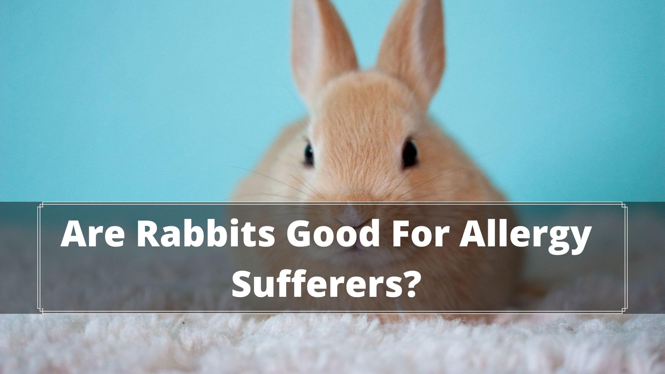 Are Rabbits Good For Allergy Sufferers?
