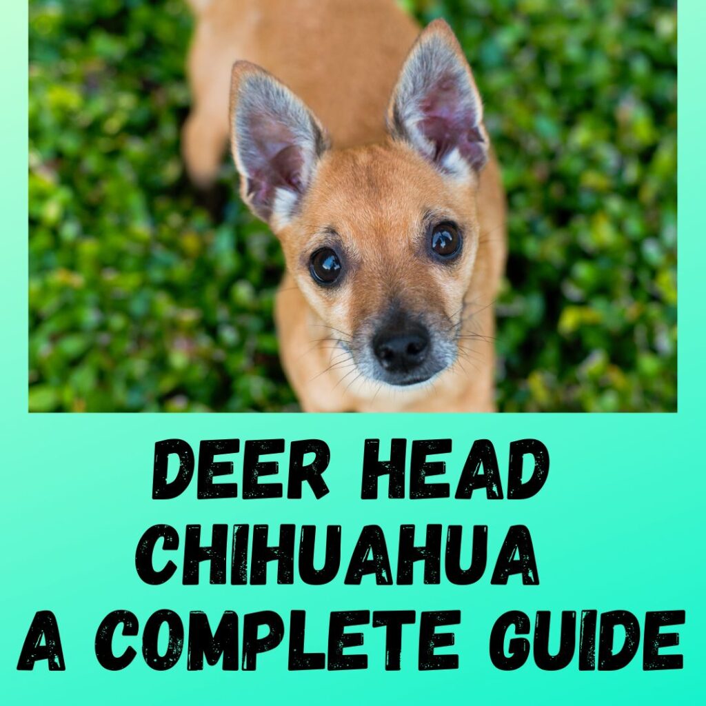 Deer Head Chihuahua A Complete Guide