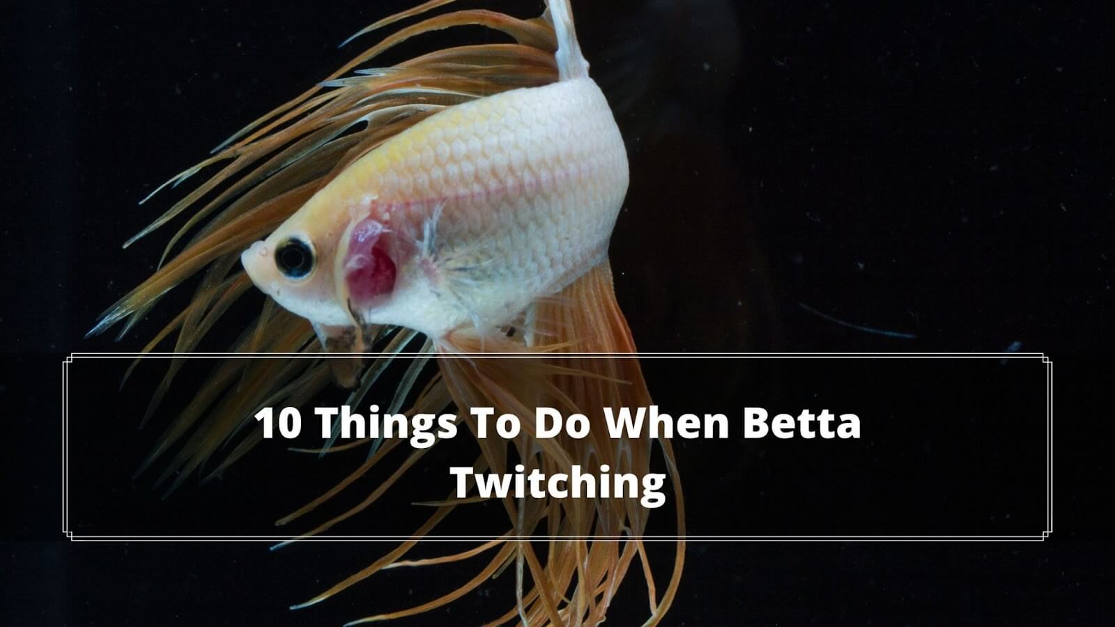 5 Reasons Why Is My Betta Fish Twitching