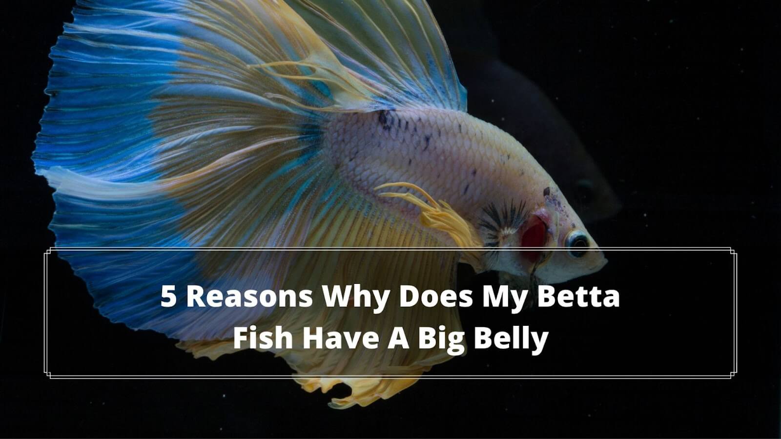 Can Betta Fish Get Fat? [Reasons And Remedies]