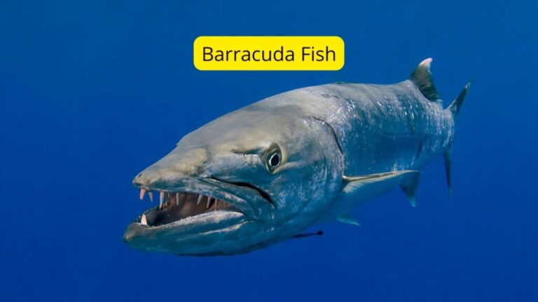 20+Fish Species With Big Eyes (Protruding/Bulging Eyes)