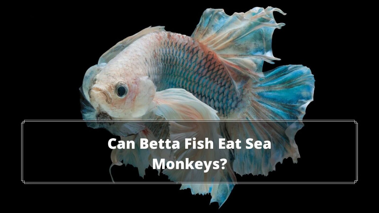 Can Betta Fish Eat Sea Monkeys? Aka Brine Shrimps