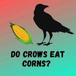 Do Crows Eat Corn? [Plus How To Protect Your Cornfield]
