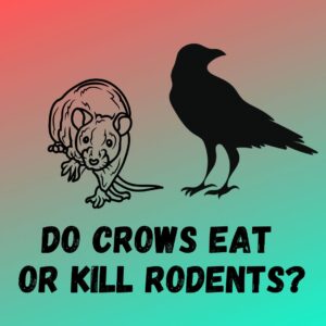 Do Crows Eat Rodents [Rats, Mice & Chipmunks]