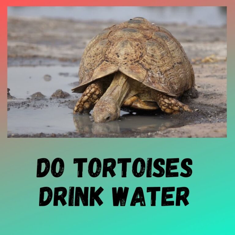 Do Tortoises Drink Water? [9 Signs Of Dehydration]