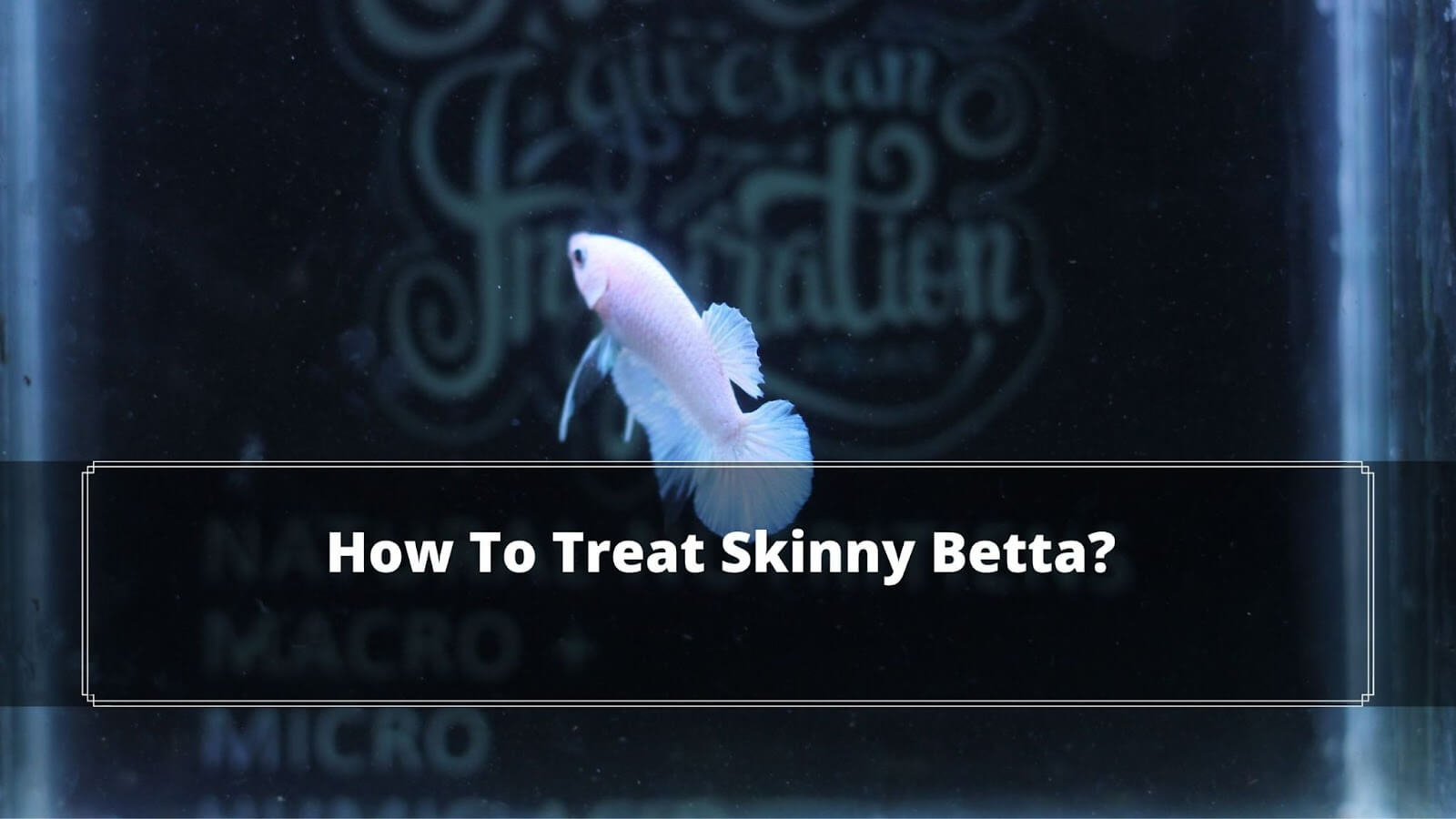 Is My Betta Fish Too Skinny? Reasons Explained
