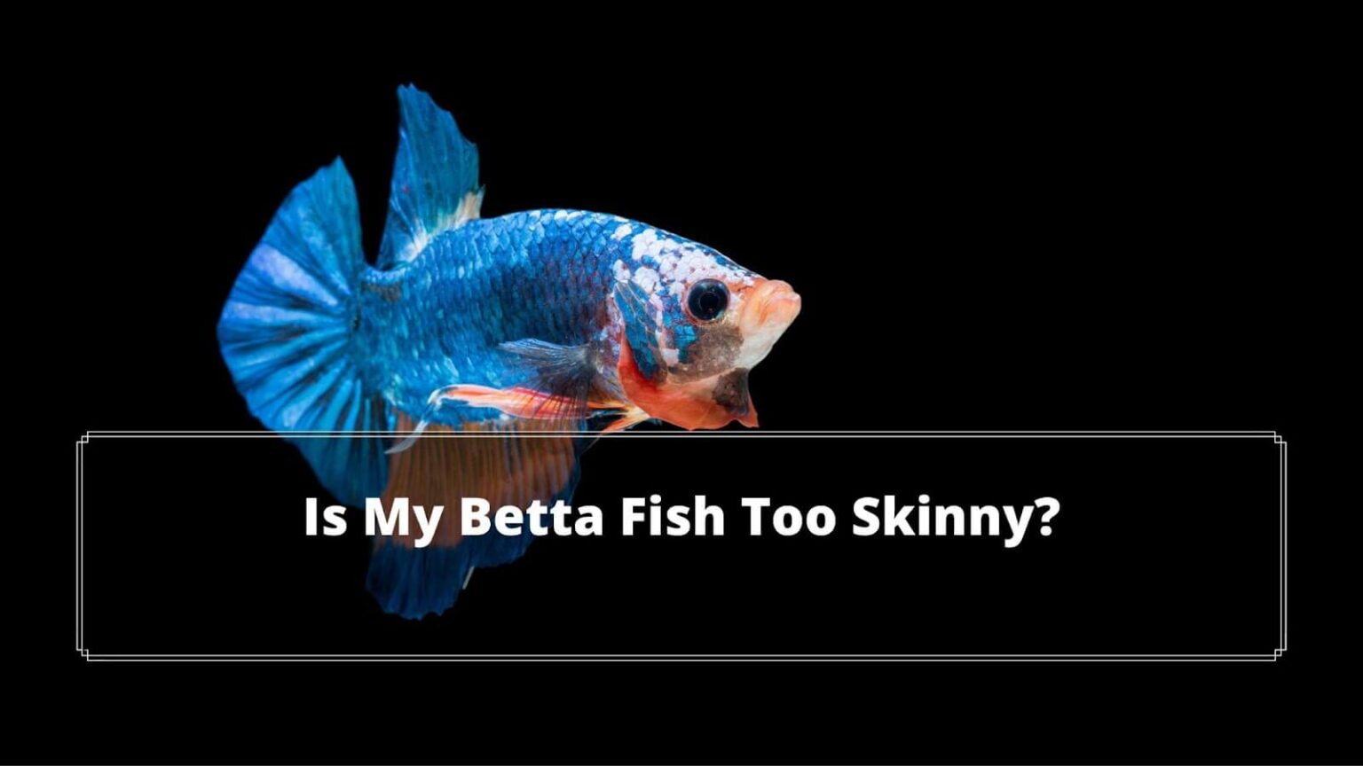 Is My Betta Fish Too Skinny? Reasons Explained
