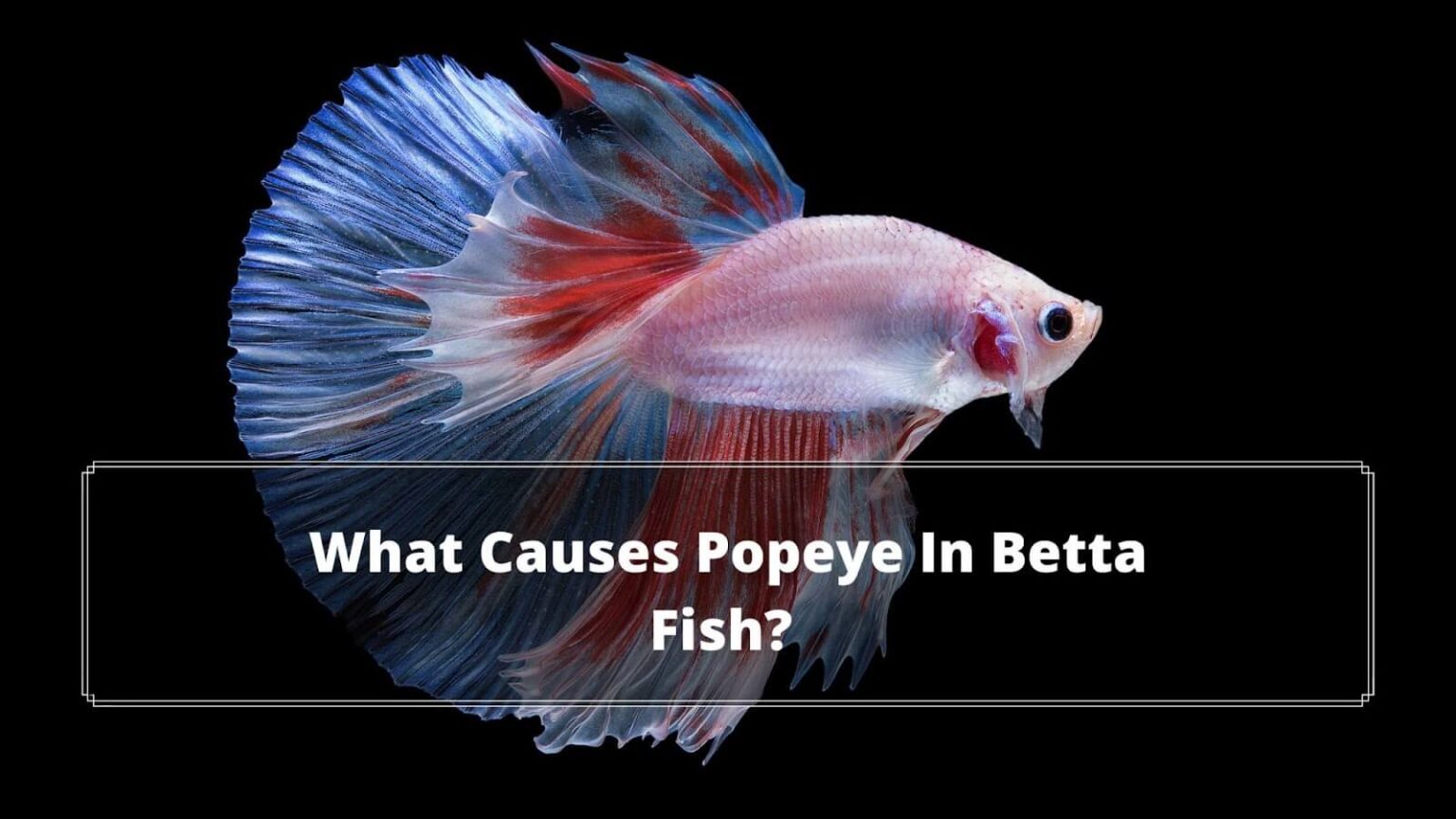 Betta Fish Eye Bulging: The "Betta Fish Popeye" Guide