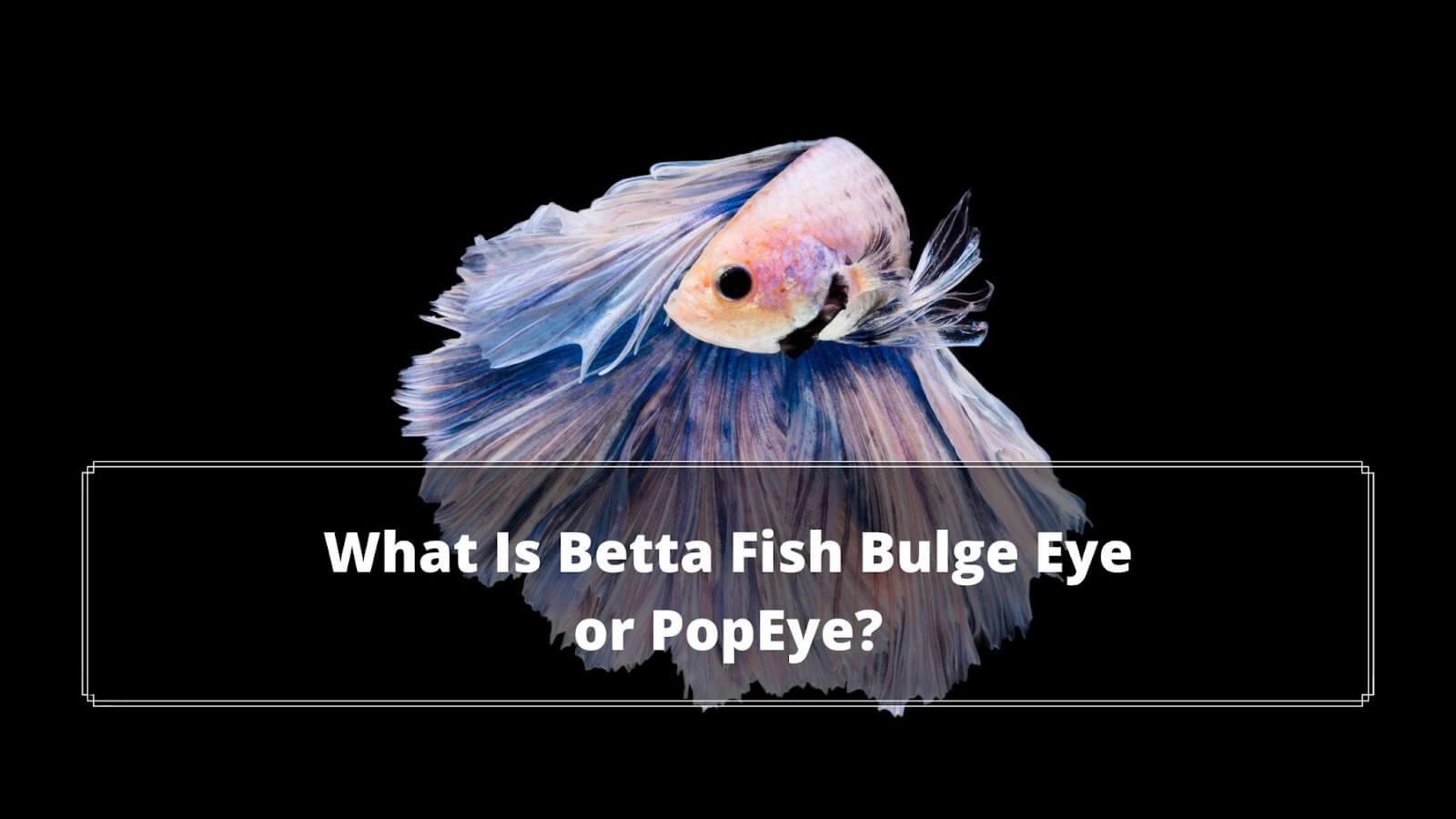 Betta Fish Eye Bulging: The "Betta Fish Popeye" Guide