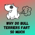 Why Do Bull Terriers Fart So Much? [5 Reasons]