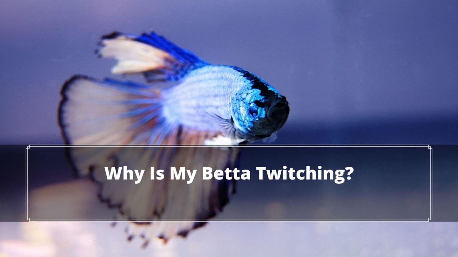 5 Reasons Why Is My Betta Fish Twitching