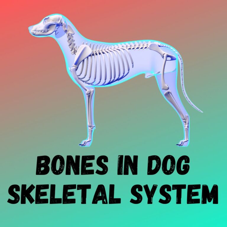 How Many Bones Make Up The Dogs Skeleton How Many Bones Make Up The Dogs Skeleton
