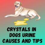 Crystals In Dogs Urine: [Causes, Types And Treatment]