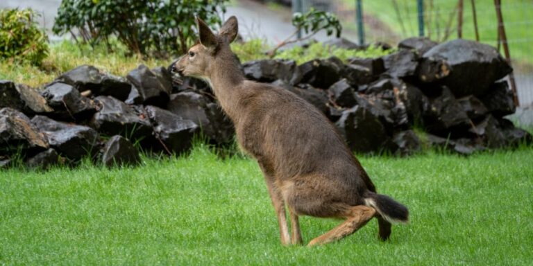 Do Deer Squat To Poop Or Pee? 3 Main Reasons Explained