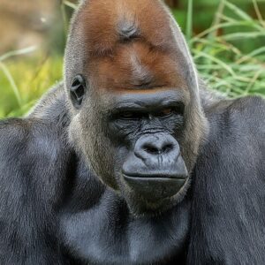 20 Animals Without Tails: A Must-See List