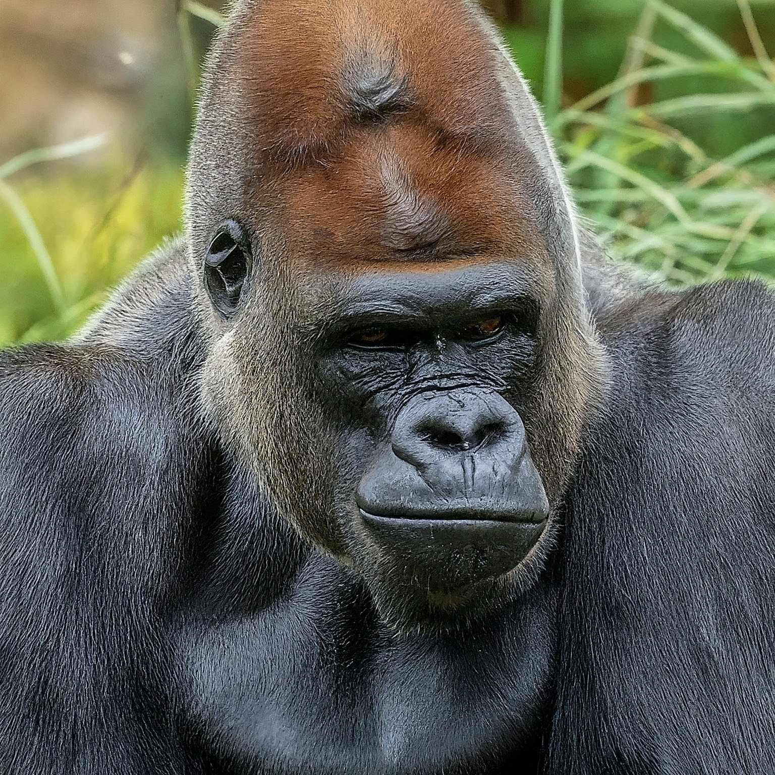 20 Animals Without Tails: A Must-See List