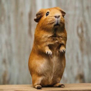 20 Animals Without Tails: A Must-See List