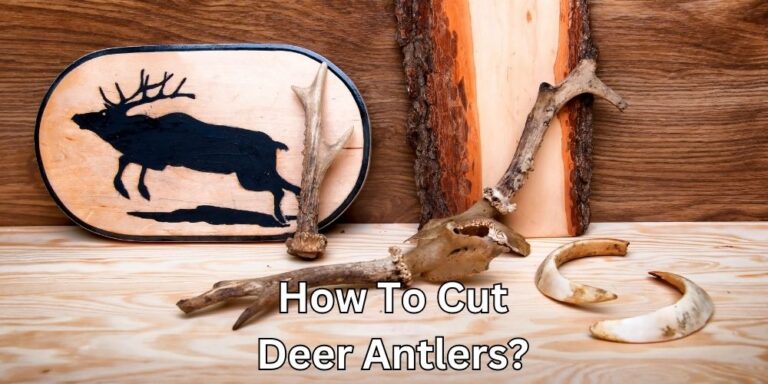 How To Cut Deer Antlers? 5 Best Saws For Cutting Antlers