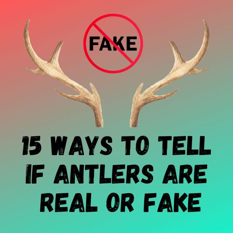 How To Cut Deer Antlers? 5 Best Saws For Cutting Antlers