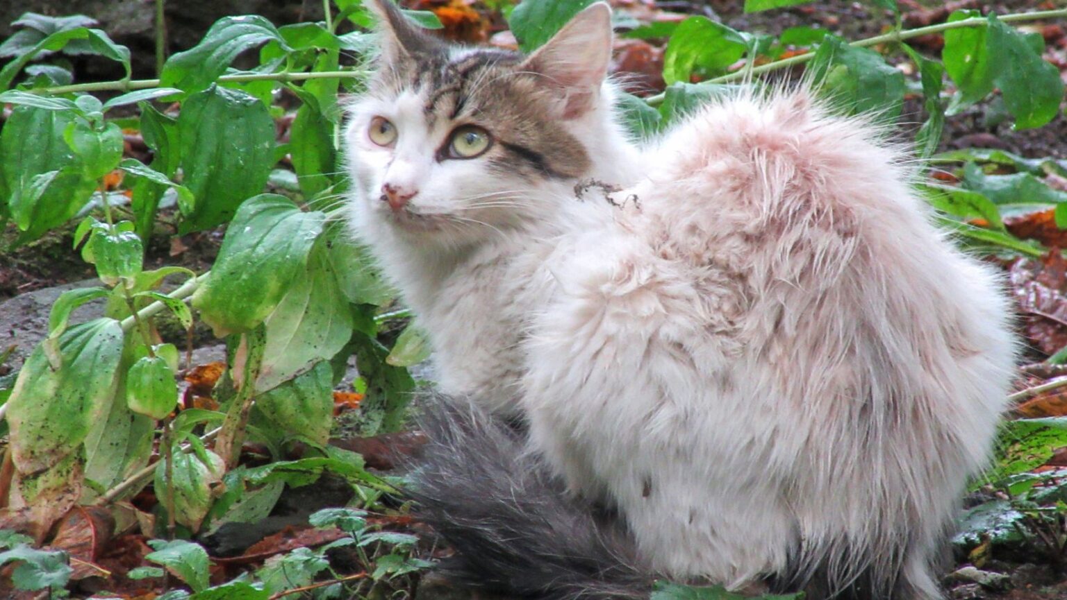 Cat Trembling And Shivering In Rain And Storm: [6 Reasons And Tips]