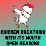 Chicken Breathing With Its Mouth Open: 9 Reasons+Tips