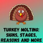 Turkey Molting: Signs, Stages, Reasons And More