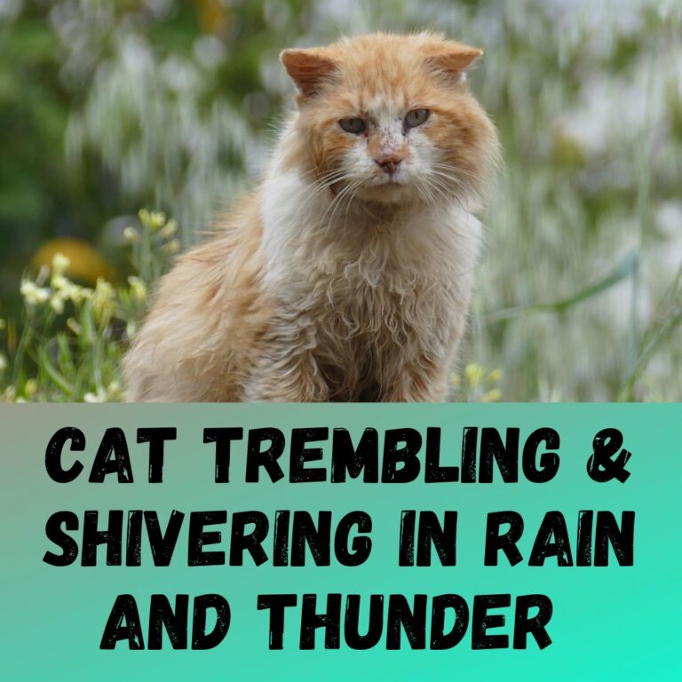 Cat Trembling And Shivering In Rain And Storm: [6 Reasons And Tips]