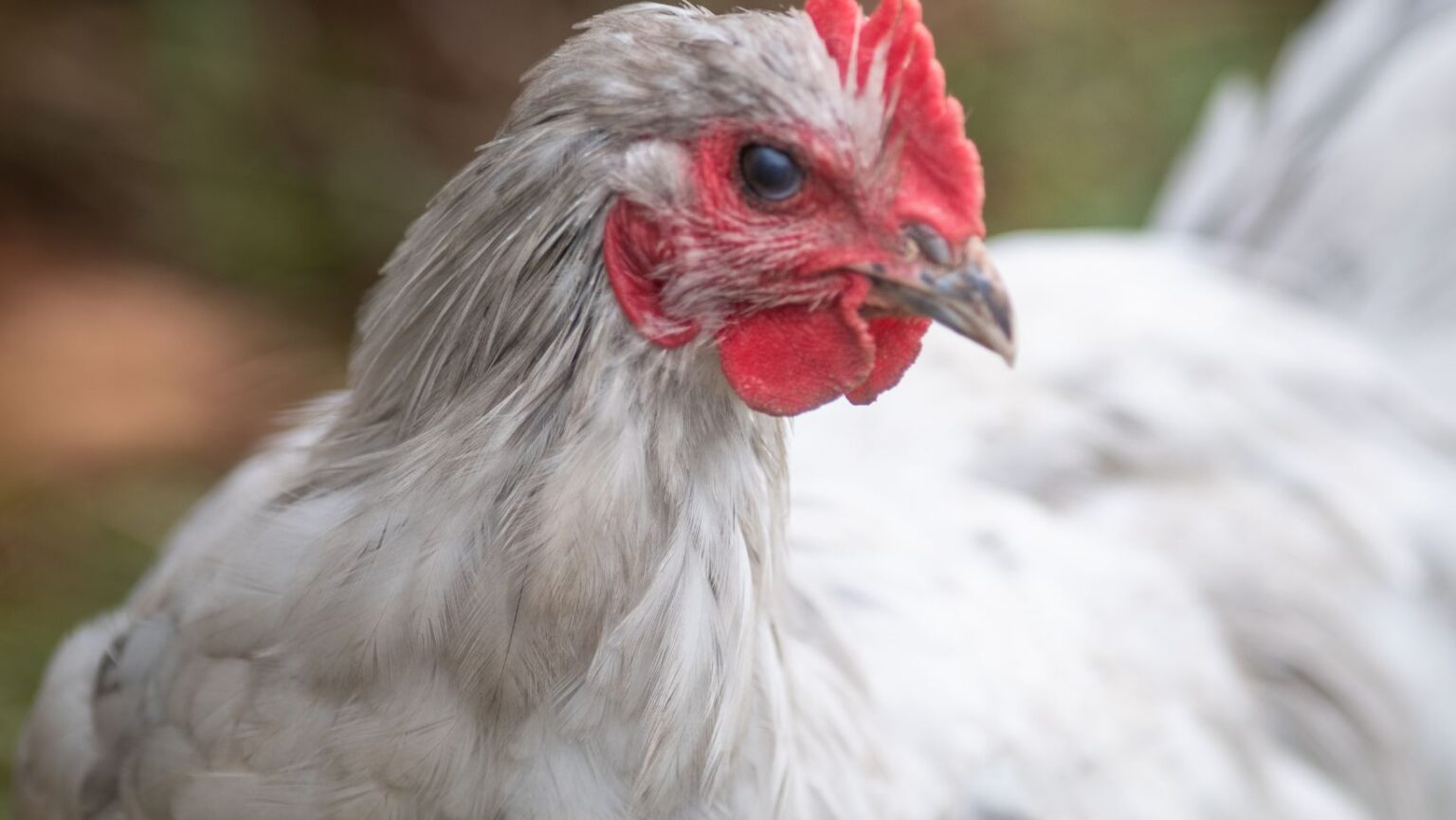 Why Is My Chicken Eye Closed: 10+ Reasons And Tips