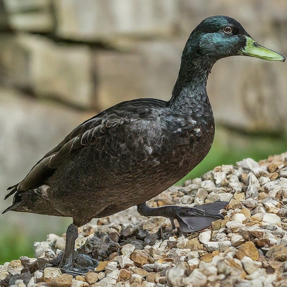 Wobbly Duck Losing Balance And Falling Over: 10 Reasons And Tips