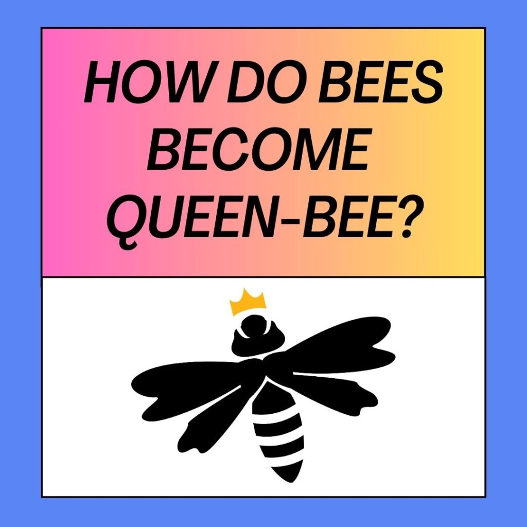 How Bees Become Queens? Queen Bee's Life Cycle
