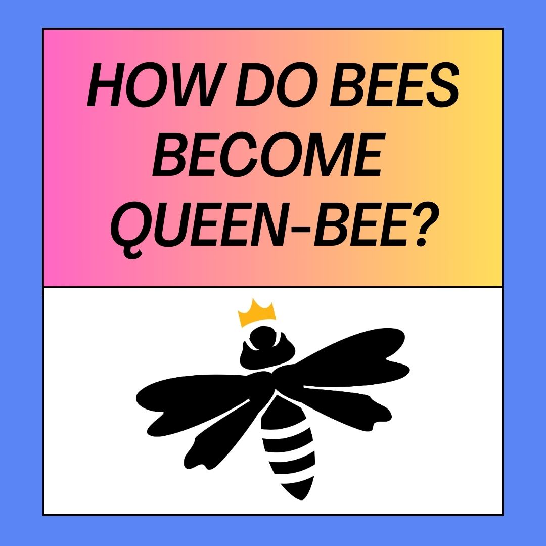 How Bees Become Queens? Queen Bee's Life Cycle