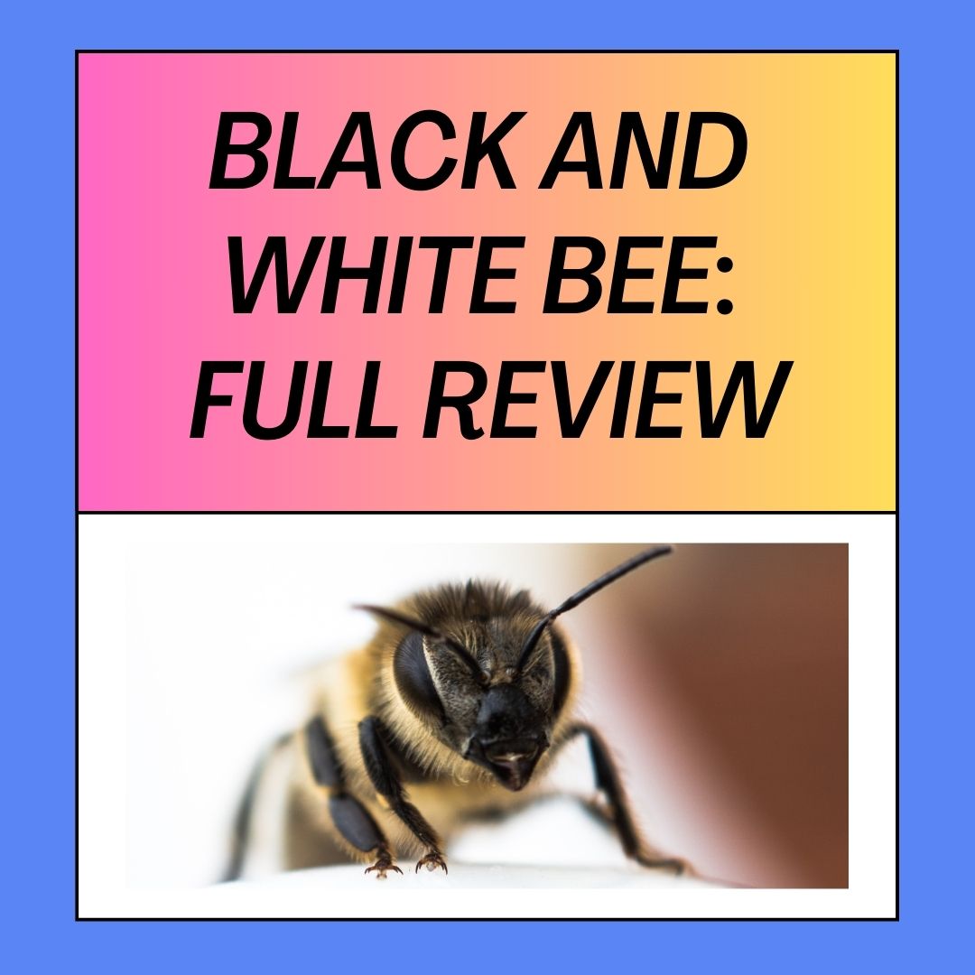 Black And White Bee: What Kind Is It And Does It Sting?