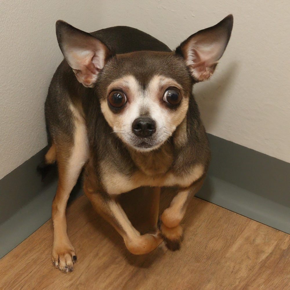 23 Reasons Why A Dog's Leg Shakes: Vet Suggested Answers