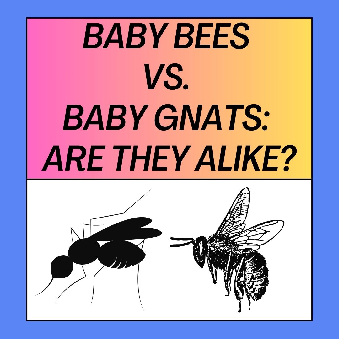 Baby Bees Vs Baby Gnats: Are Baby Bees Like Baby Gnats?