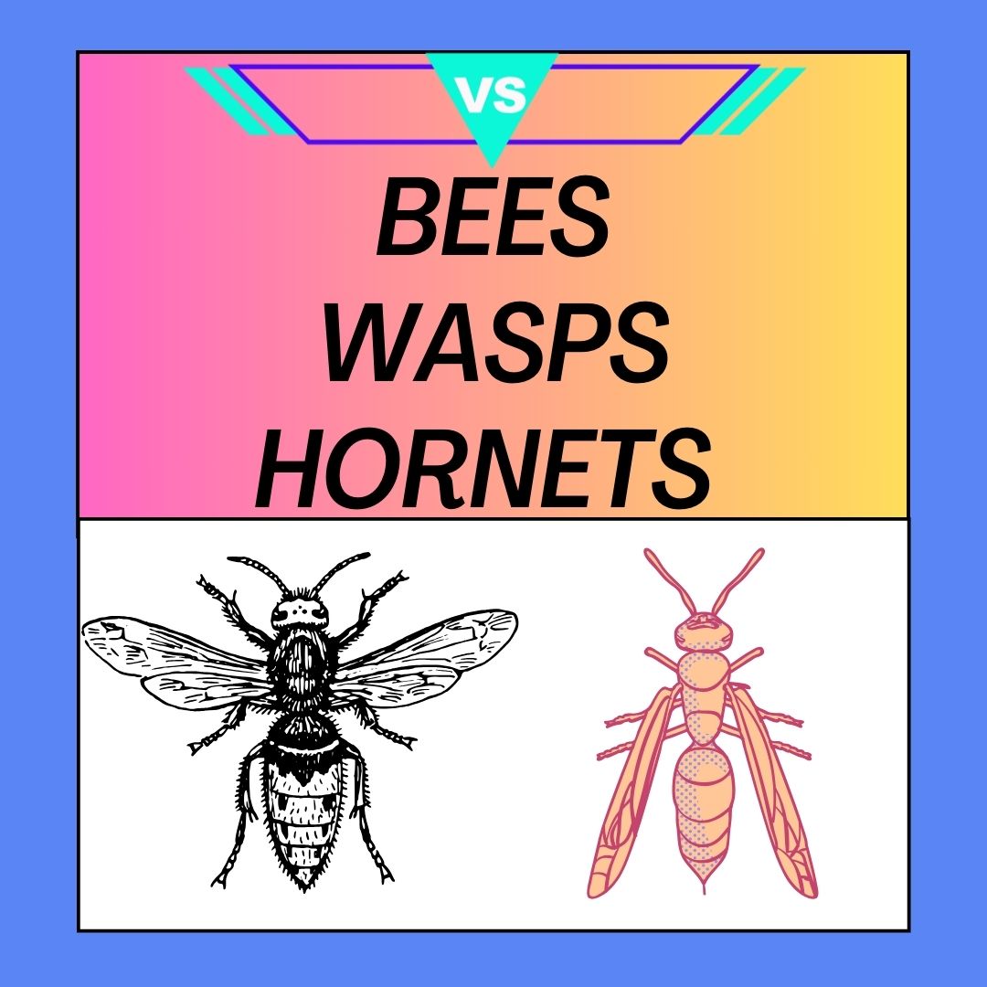 Bees Vs Wasps Vs Hornets: Whats The Difference?